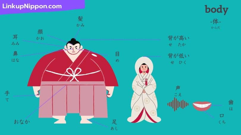 Basic Japanese Vocabulary #9-1 : body -体(からだ)-